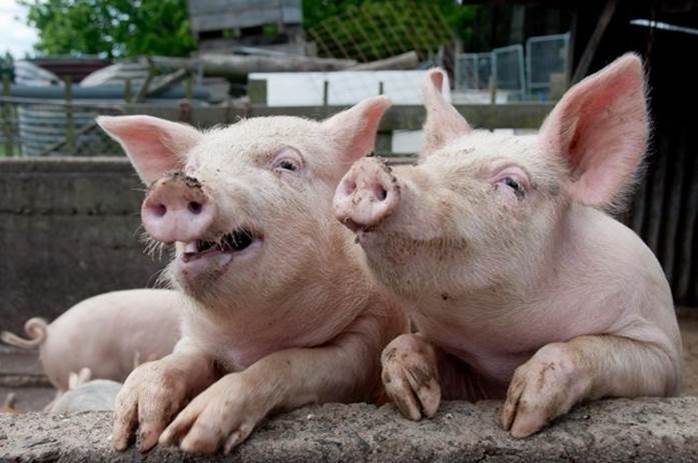 Precision feeding for swine offers benefits - Canadian Farm News